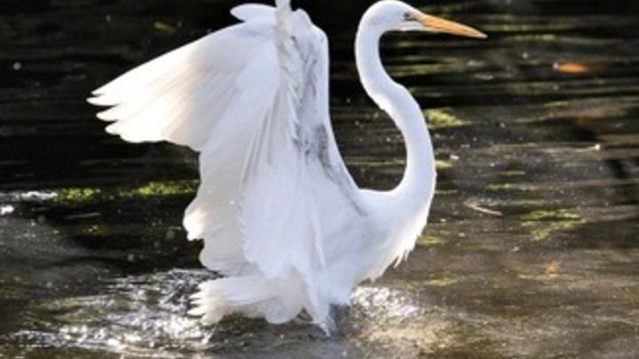 Bird Watching Trip to High Island an Rookery - Moody Methodist Church